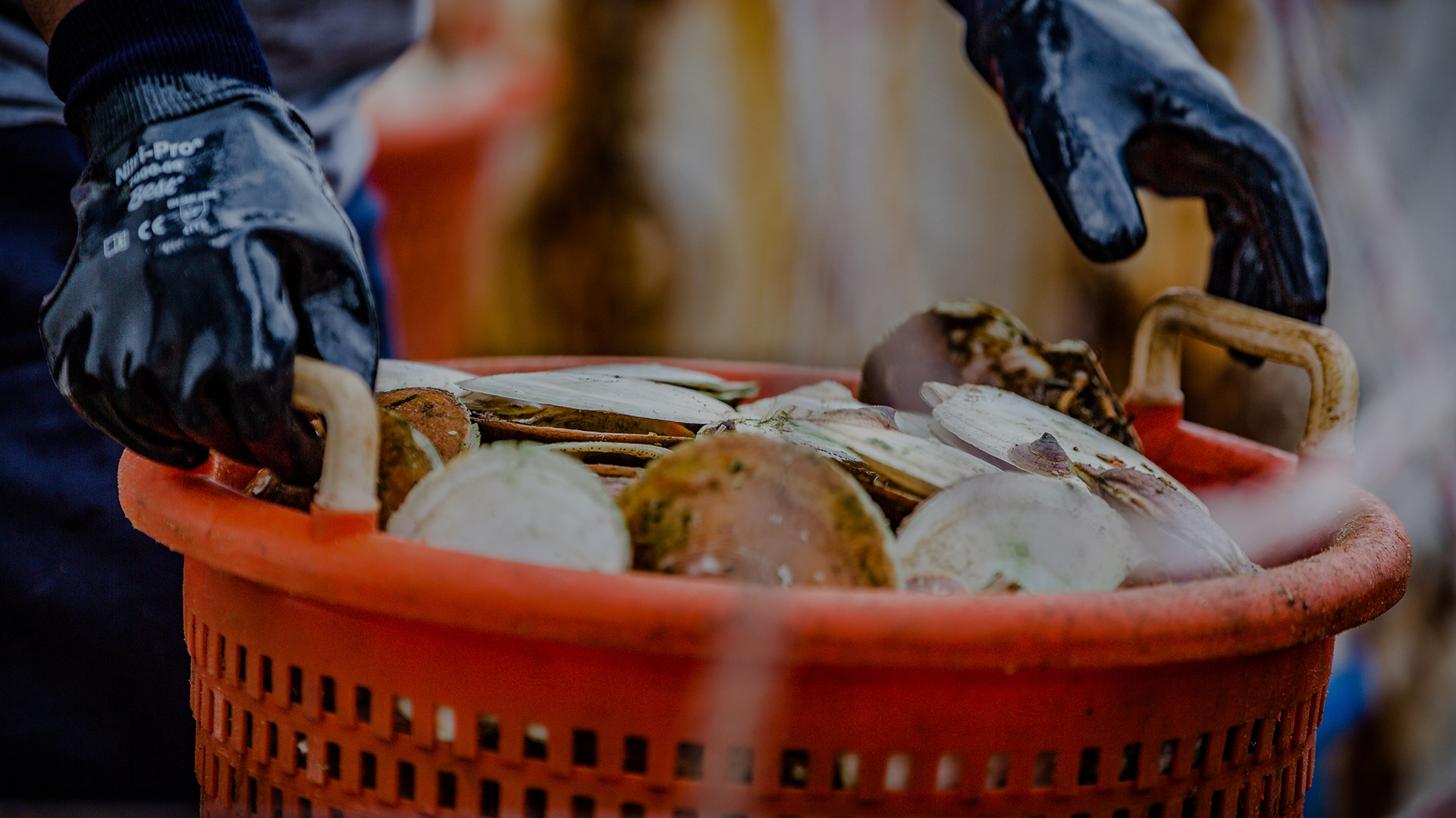 BSP Certified Wild Producers